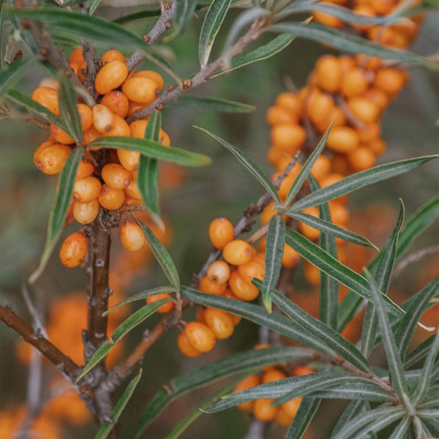 How Berries Can Benefit Your Skin Woods Copenhagen
